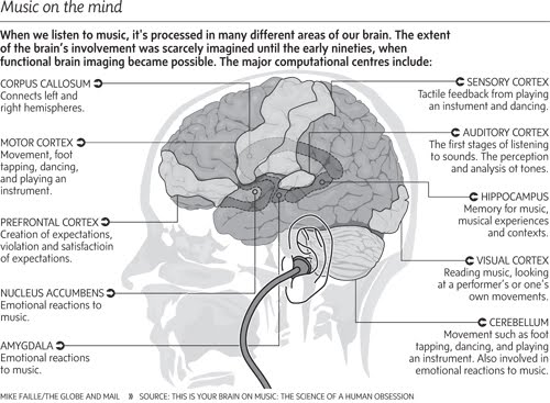 A Neurologia e a Música: Áreas do Cérebro utilizadas na Música: