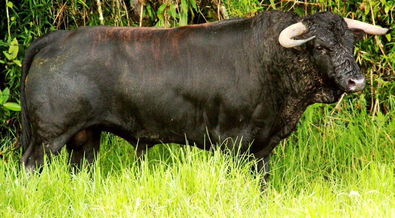 TAUROMAQUIAS - Primera bitácora taurina del Perú: Fotos de los novillos ...