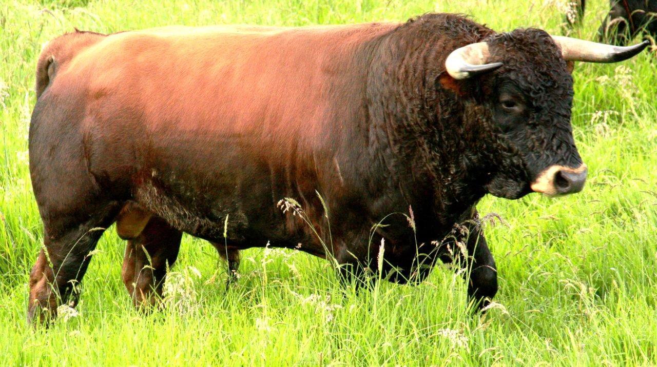 TAUROMAQUIAS - Primera bitácora taurina del Perú: Fotos de los novillos ...