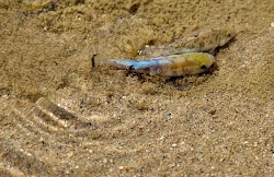In the Fullness of Time: Owens Pupfish
