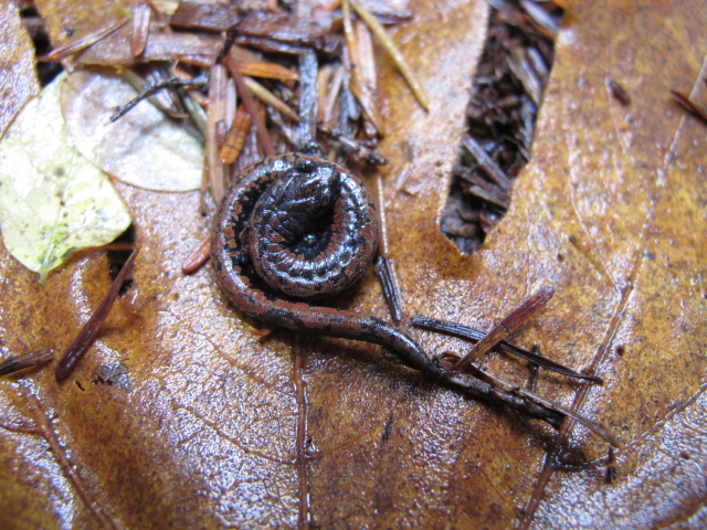In the Fullness of Time: Oregon Slender Salamanders