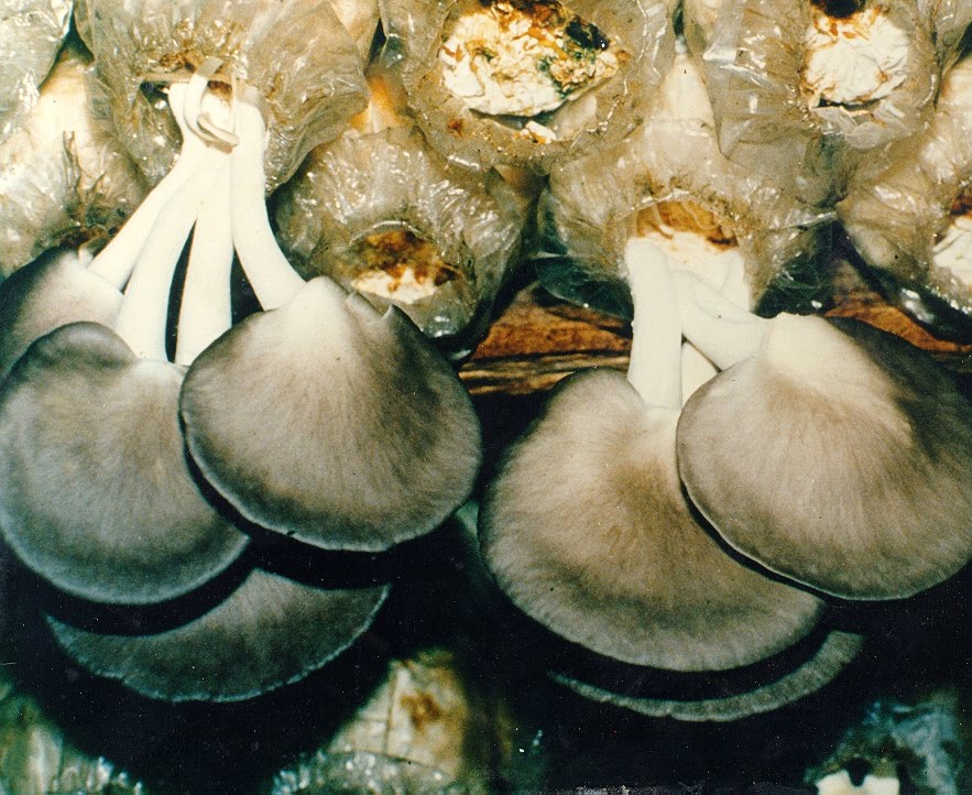 mushroomworld: Cara Penanaman Cendawan