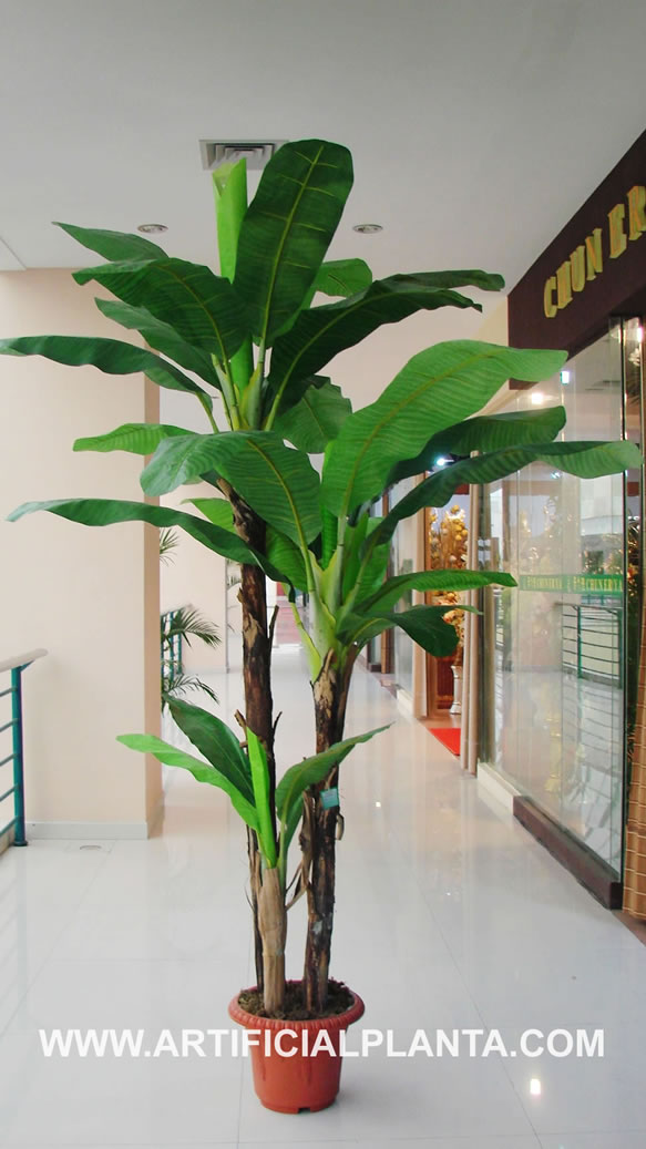 Vaazha Means Banana Tree