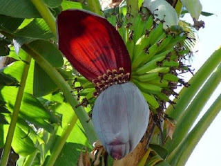 Vaazha Means Banana Tree