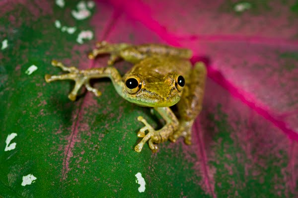 Olive Tree Frog in Costa Rica (Scinax elaeochrous) – Kimberly in Costa Rica