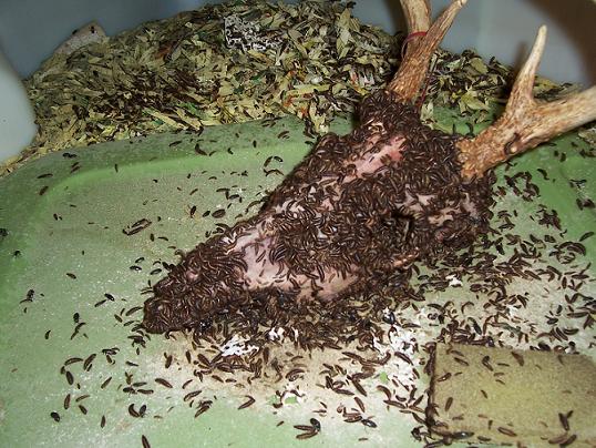 Realistic Taxidermy By Kyle-John: DERMESTID BEETLES. THE BEST WAY TO CLEAN.