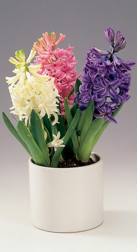 Social Trends : Hyacinthe