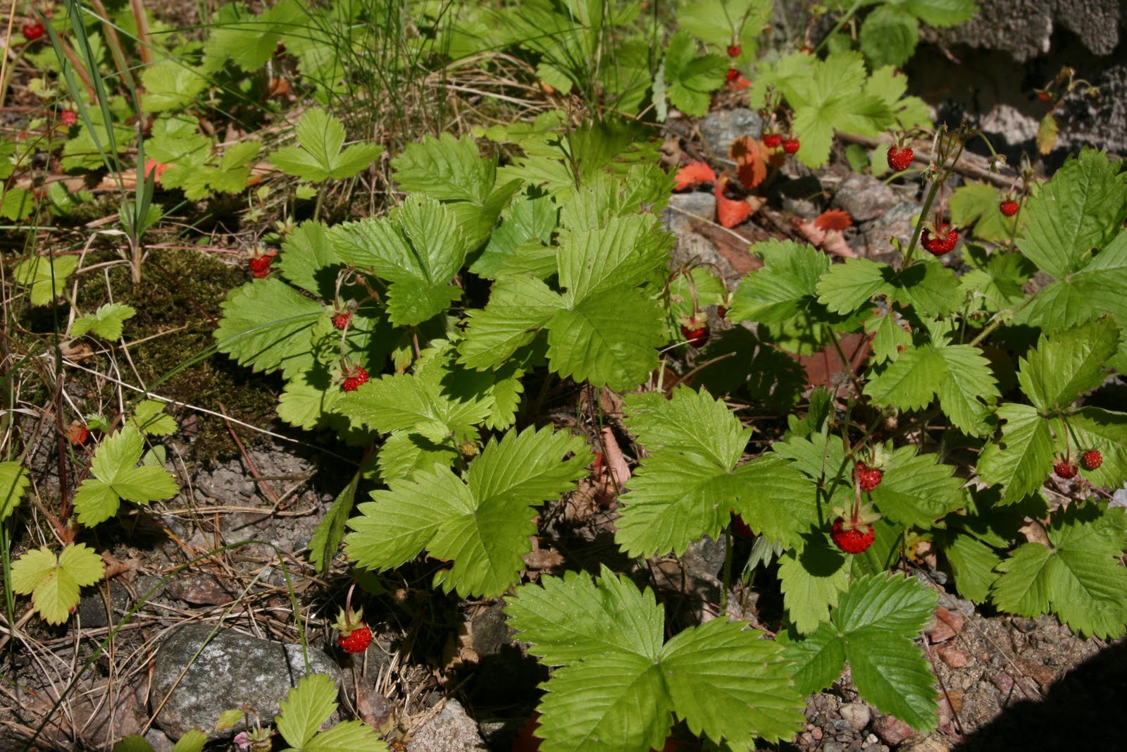 Bellas väg tillbaka: Smultron på strån...