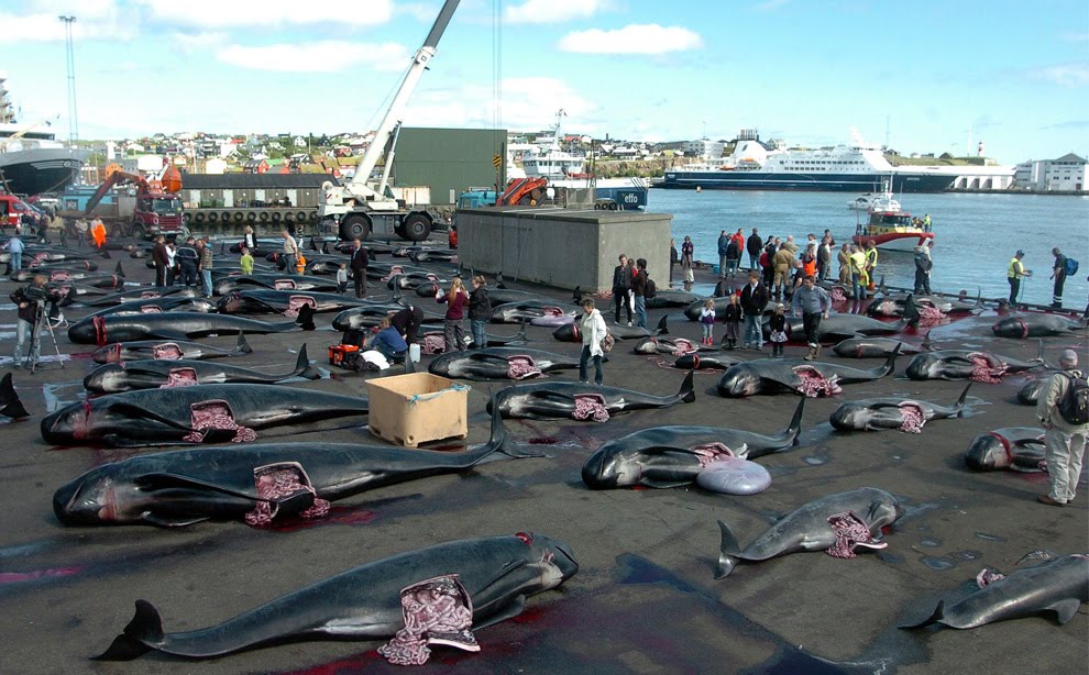 Pilot Whales Slaughtered - Foto Set I Like