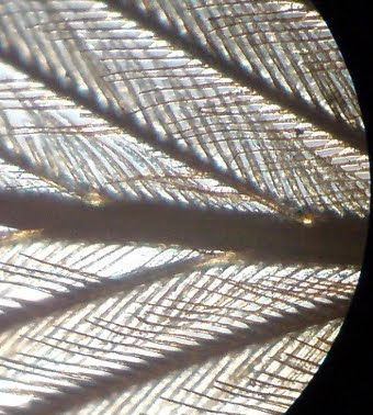 The Wonderful Microworld: Bird's Feather Under The Microscope