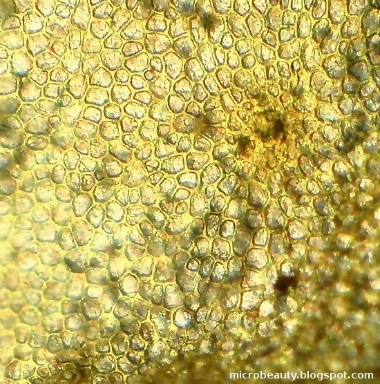 Tomato Skin Under Microscope