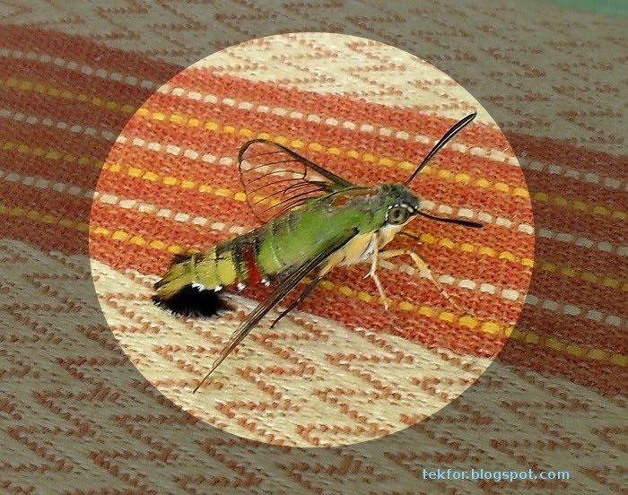 Blue Sky: Strange looking Insects.