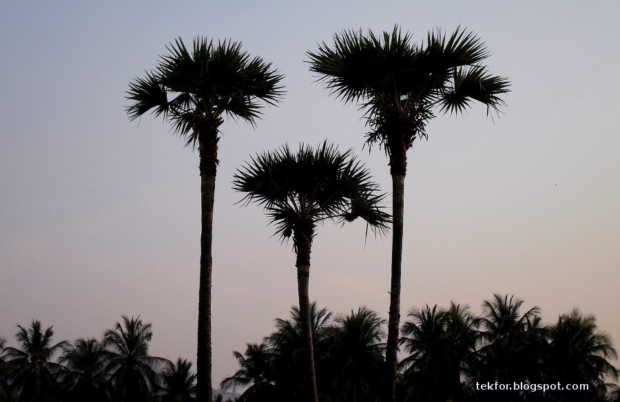Blue Sky: Village Scenes - Palm trees near the village