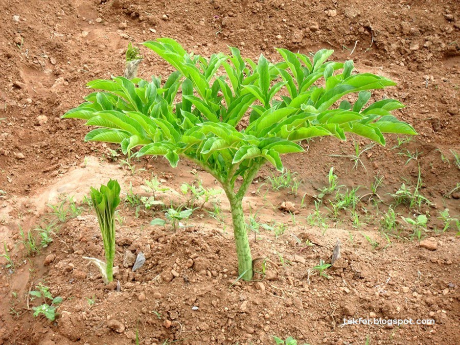 Blue Sky: The Plant With a Strange Name - Elephant foot Yam