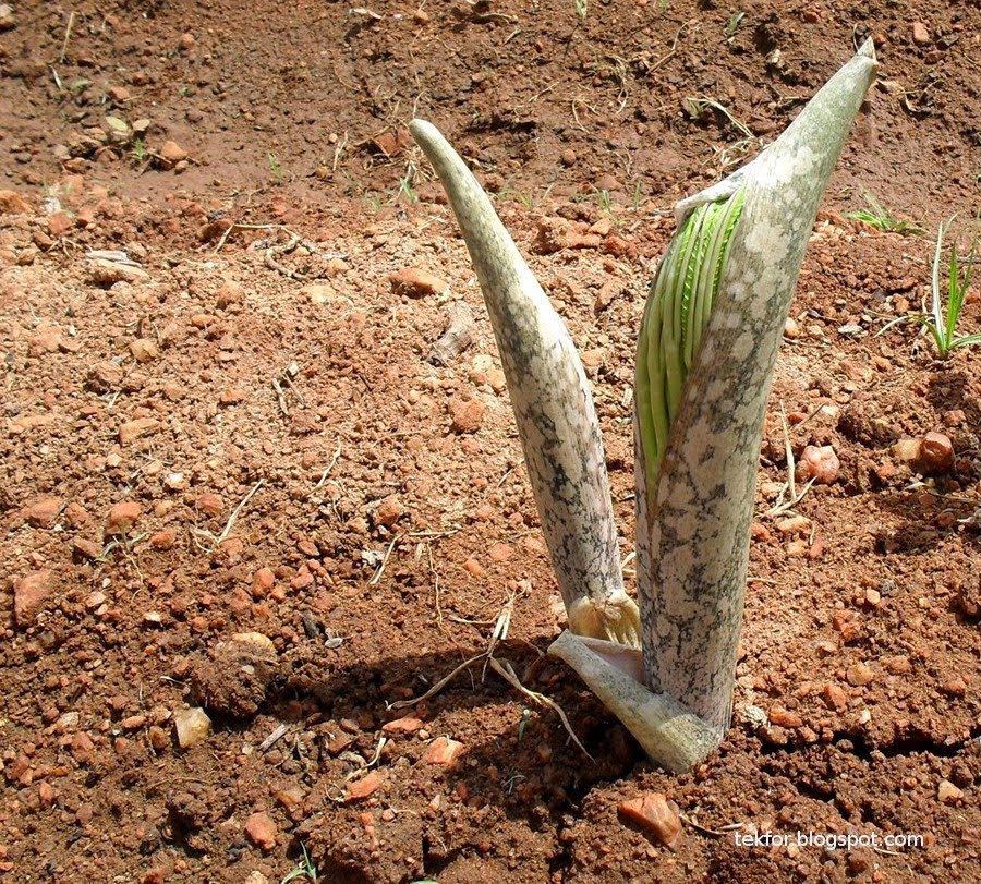 Blue Sky: The Plant With a Strange Name - Elephant foot Yam