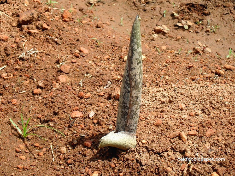 Blue Sky: The Plant With a Strange Name - Elephant foot Yam