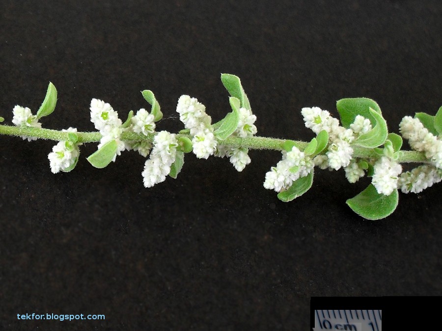 Blue Sky: Small And Very Small Flowers!