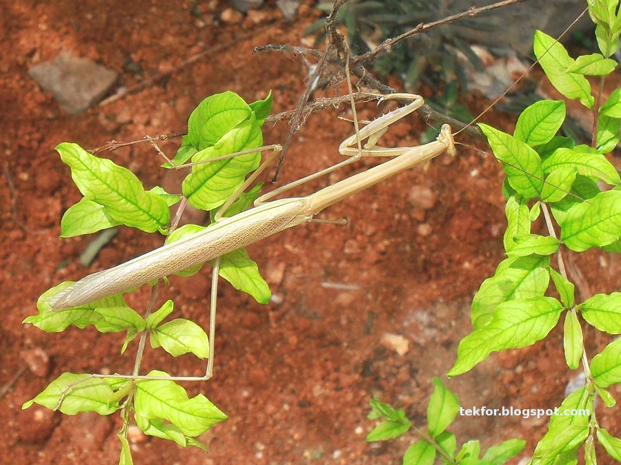 Blue Sky: Perfect Camouflage - Mantis Insects