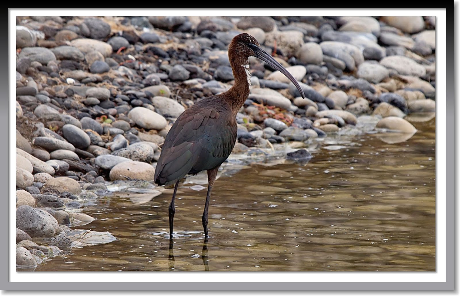 AVIFAUNA CANARIA @ canary bird: MORITO COMUN - Plegadis falcinellus ...