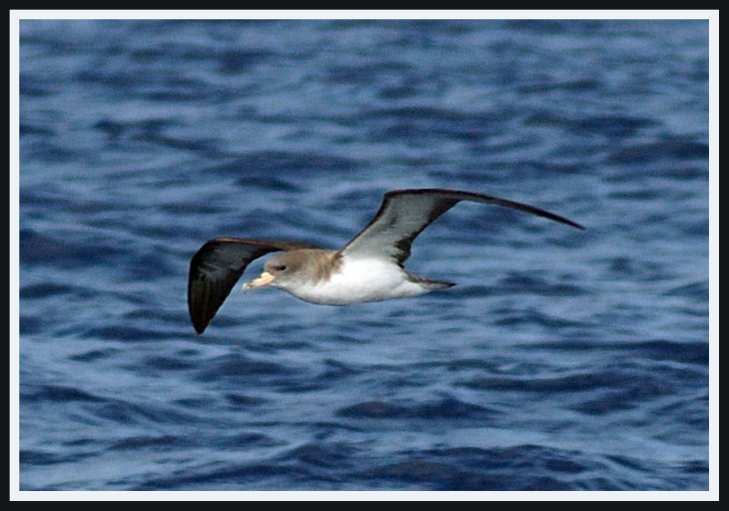 AVIFAUNA CANARIA @ canary bird: PARDELA CENICIENTA- Calonectris ...