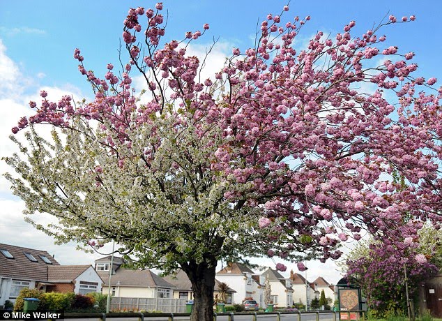 Stanley's pictures: In The Past Few Weeks The Cherry Trees Of Great ...