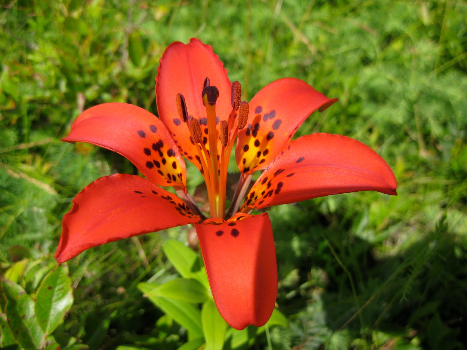 Book of Days: July 2: Wood Lily
