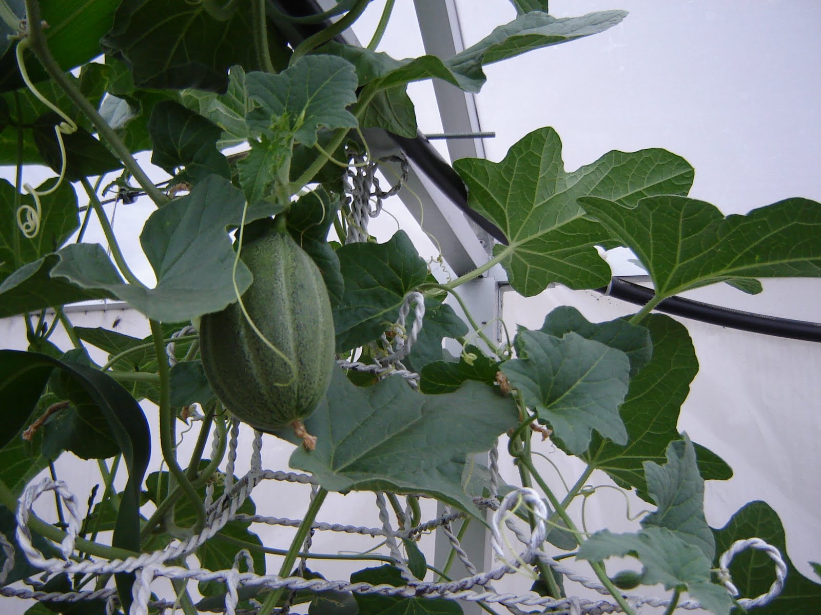 Cualti México: El chilacayote