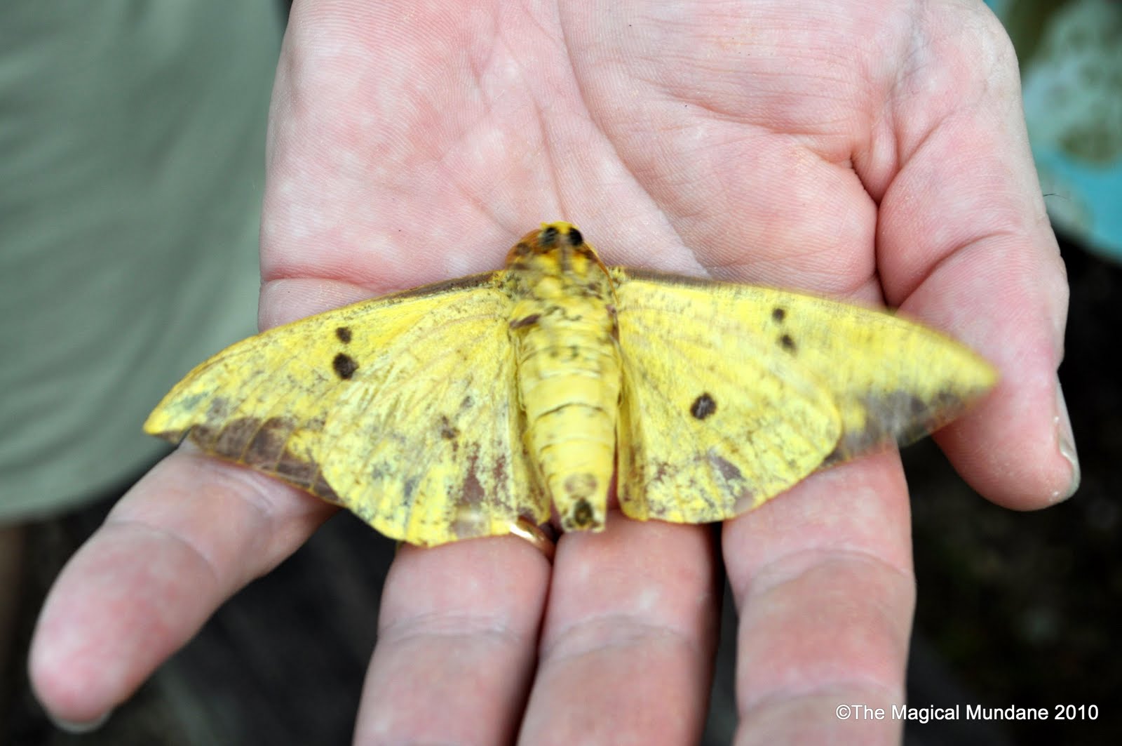 The Magical Mundane: Imperial Moth