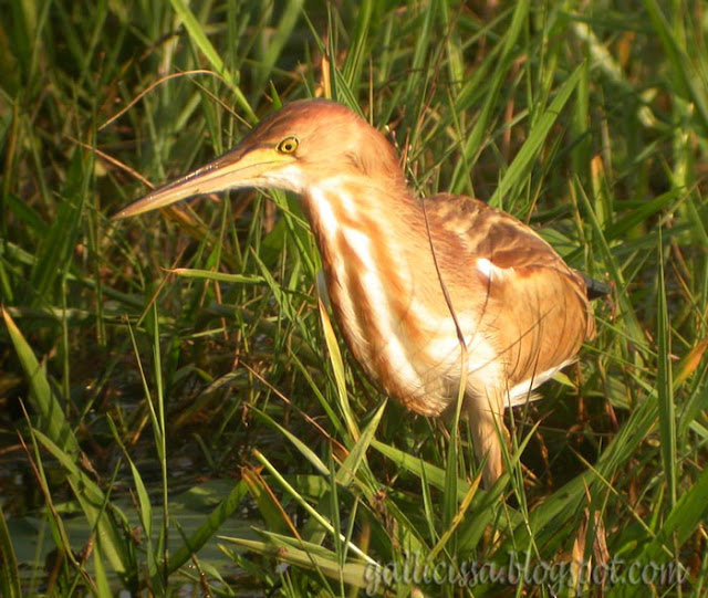 Gallicissa: Birds in my local patch