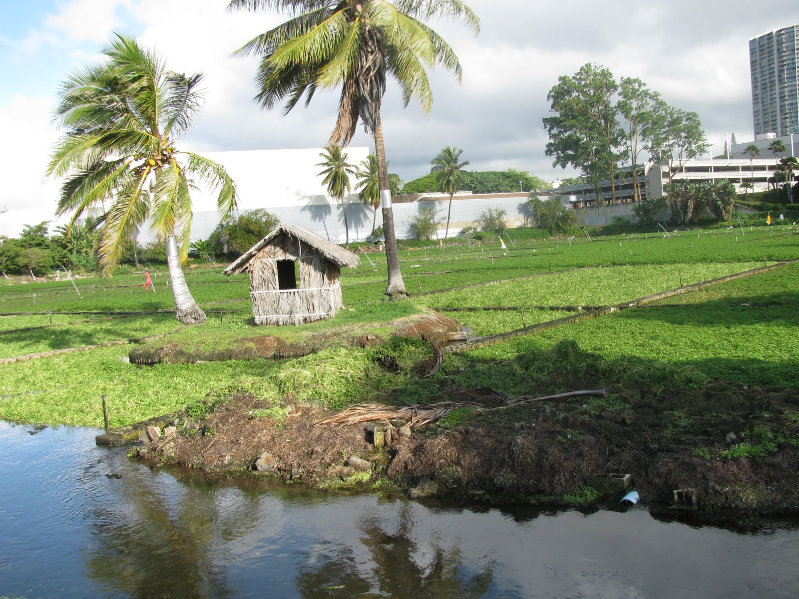 Sumida Watercress Farm