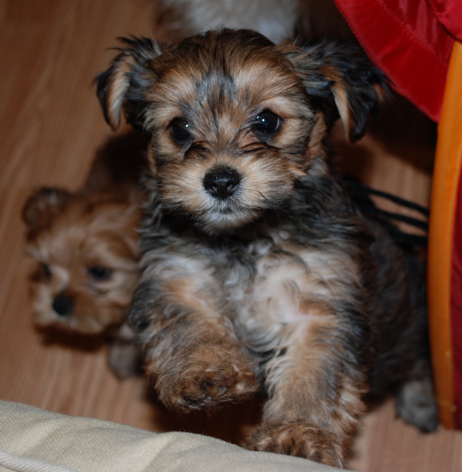 Shorkie Puppies: Reagan - 8 wk Shorkie puppy
