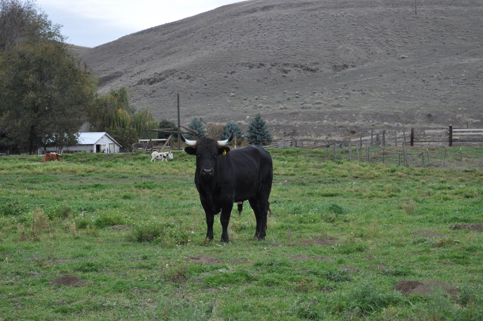 Hardts On The Highway: Corriente Cattle