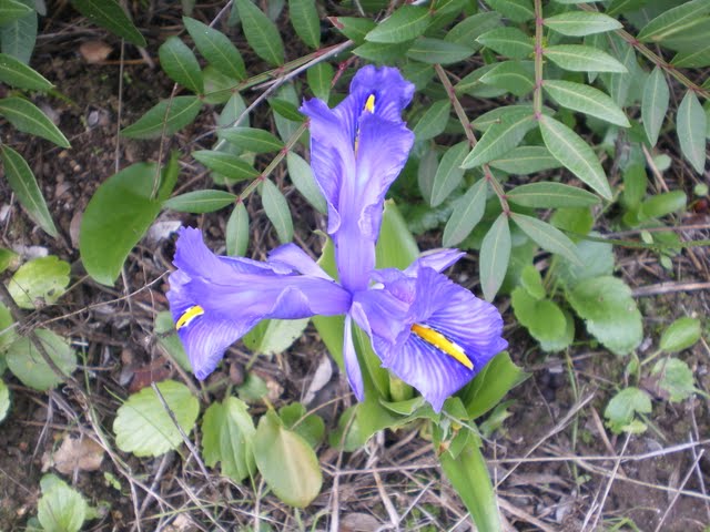 PILARES AL NATURAL: LIRIO MORADO