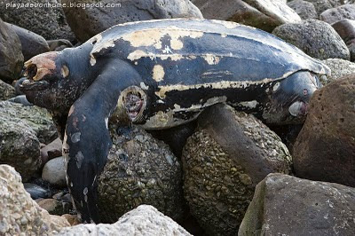 playadebonhome: Tortuga laúd ( Dermochelys coriacea)
