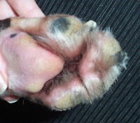 Boxers 101: Dog Nails: Keeping Your Boxer's Toenails Trimmed