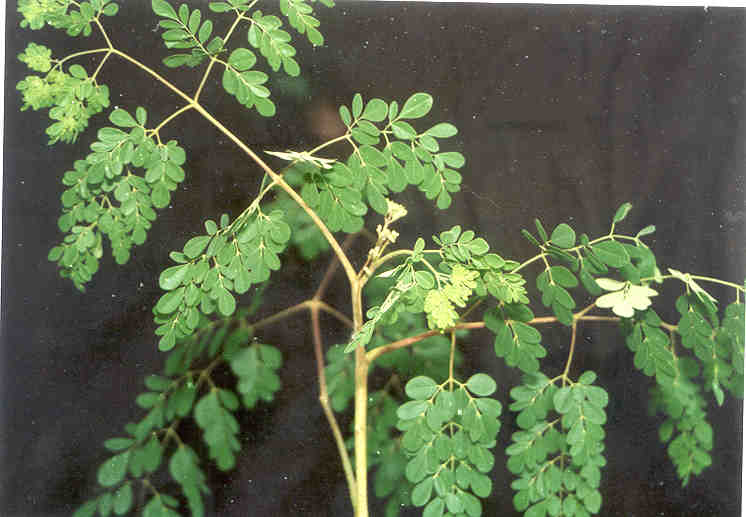 KASIAT DAUN KELOR ~ INFO HIDUP SEHAT