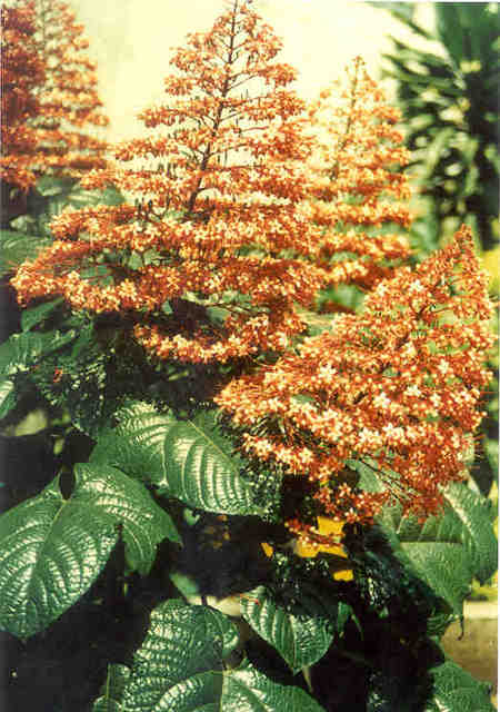 BUNGA PAGODA ~ INFO HIDUP SEHAT