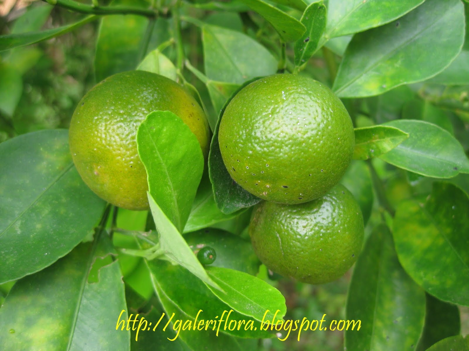 Galeri flora: Limau ( Citrus spp. )