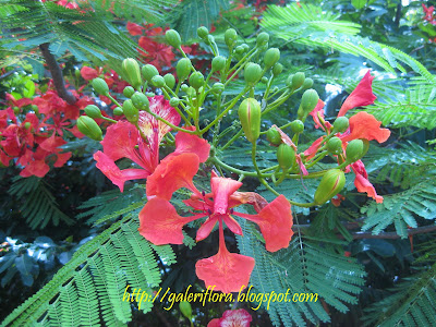 Galeri flora: Pokok Semarak Api ( Delonix regia )