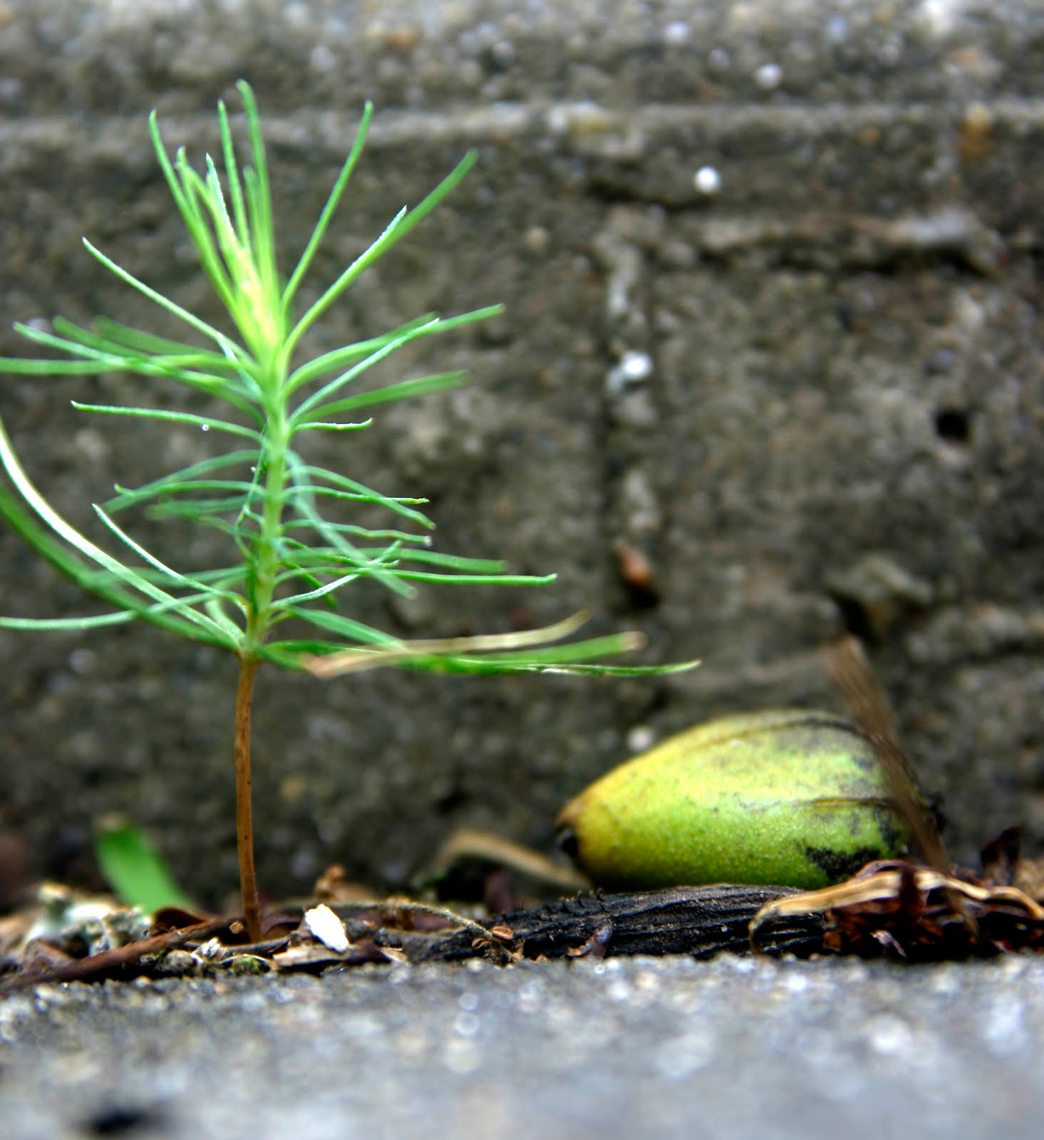 Rock Star Photojournalism