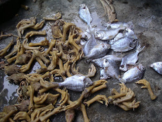 Bali Crabs "Made Sumasa": Ikan Rucah atau Limbah Ayam (ceker Ayam ...