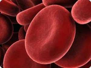 é tudo CIÊNCIA: Células cardíacas - hemácias