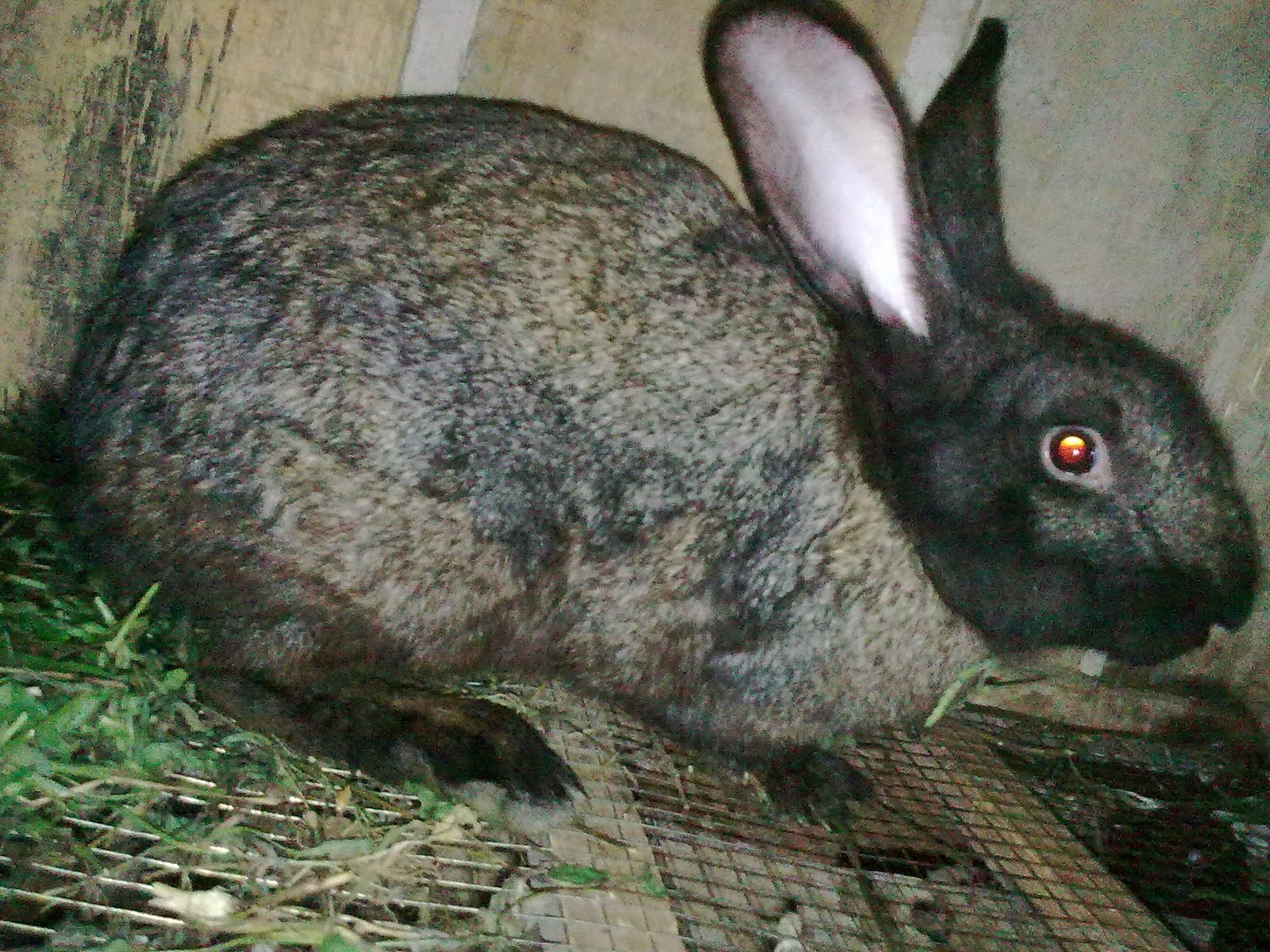 Flemish Giant Rabbit | Rabbit Box