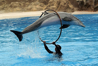 LOS DELFINES: INTELIGENCIA
