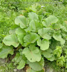 M O U R A M O R T A: As Azedas dos nossos muros