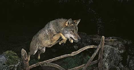 El sueño de la ruta del lobo: "Lobo saltando sobre cerca"