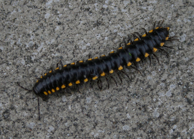 Flowers and Weeds: Creatures in the Garden : Centipedes, Cats, Rats