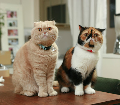 super.fine: Smooshy-faced Cats