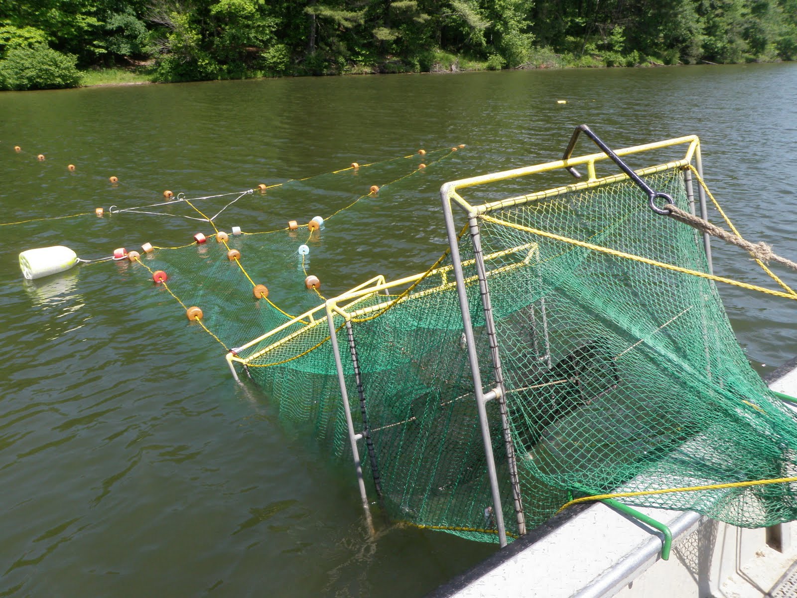 How Does A Funnel Fish Trap Work at Michael Mahoney blog