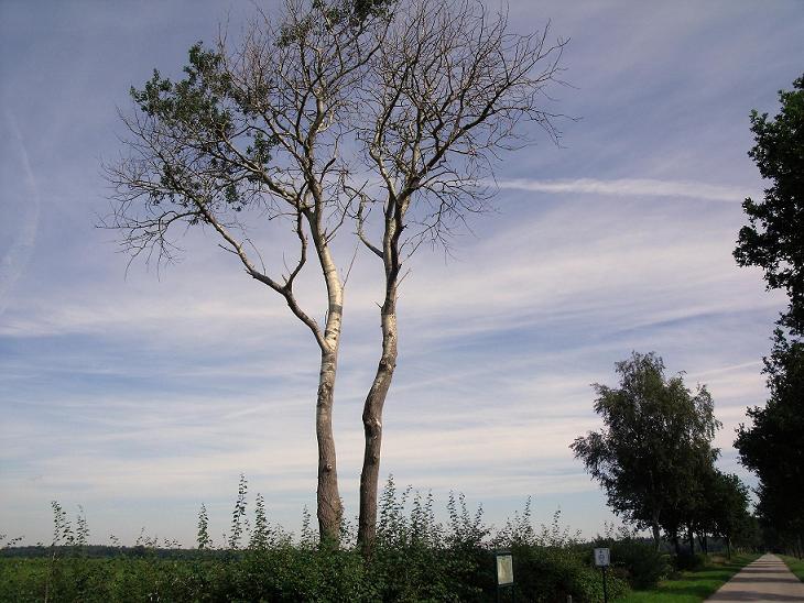 FotoFietsMargreet: Fietsen en hardlopen